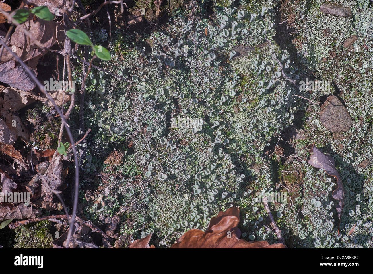 Bumpy texture hi-res stock photography and images - Alamy