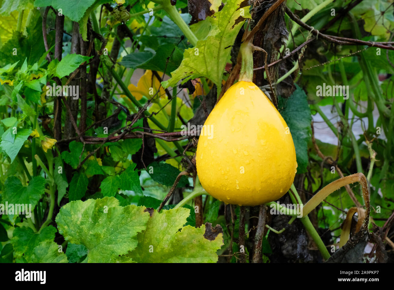Potager kitchen gardens hi-res stock photography and images - Alamy