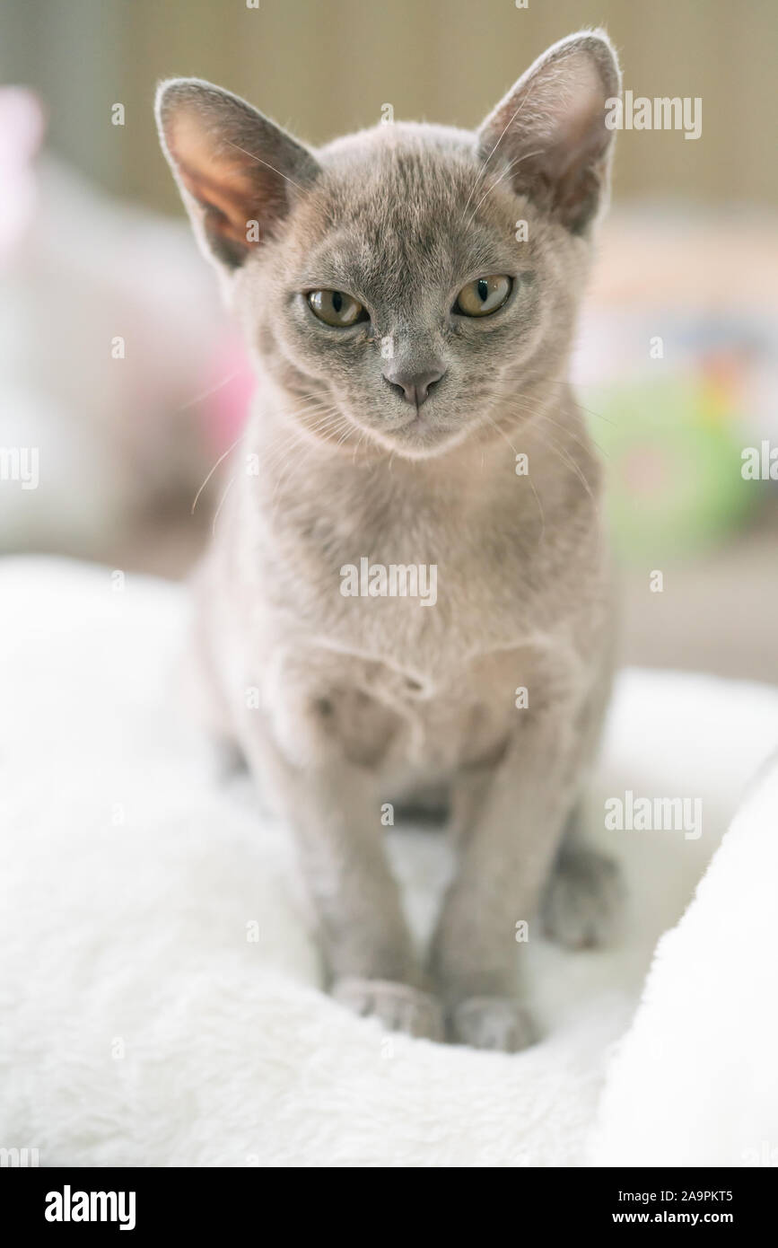Gray burmese cat hi-res stock photography and images - Alamy
