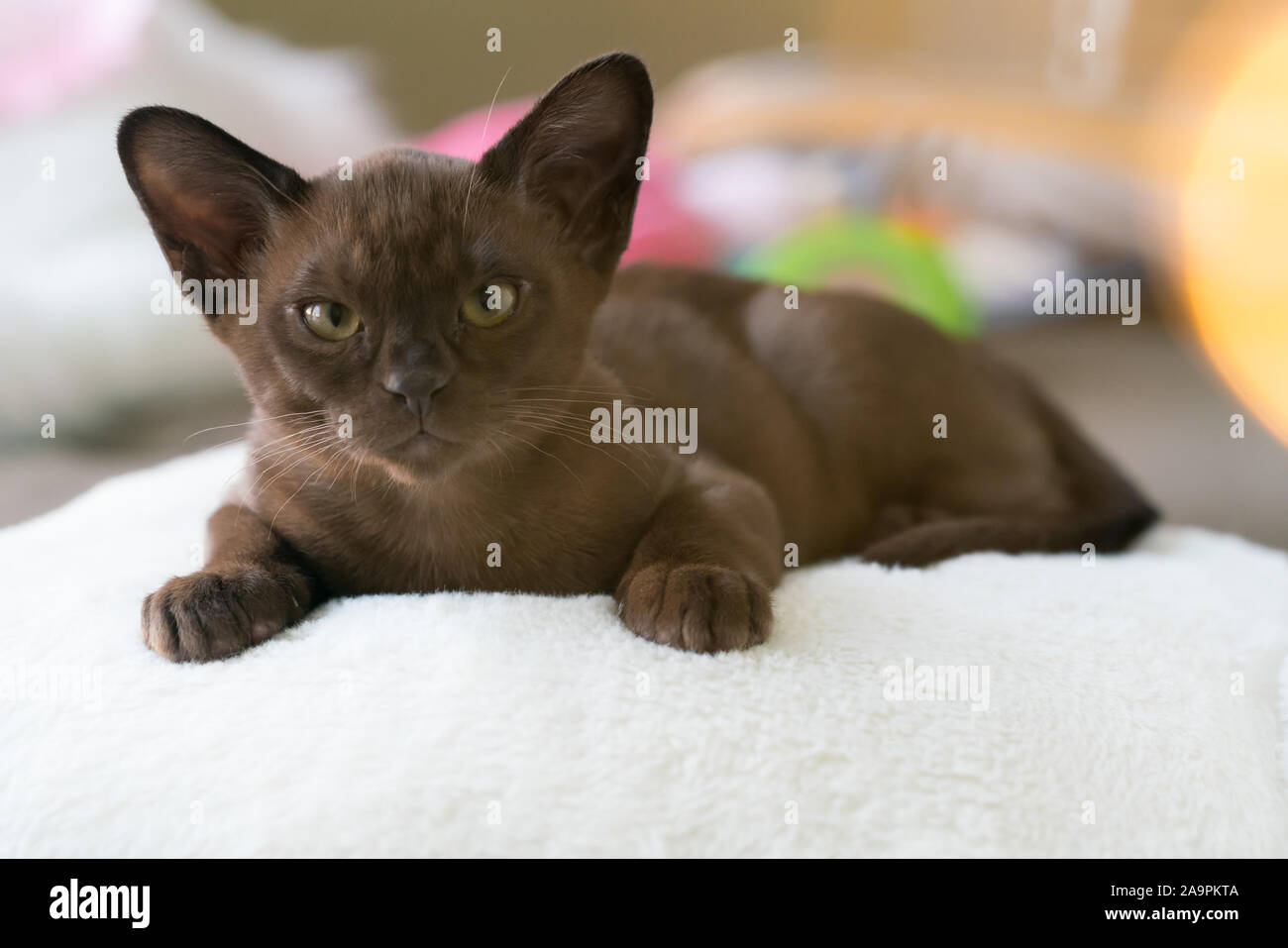 Burmese cat brown hi-res stock photography and images - Alamy