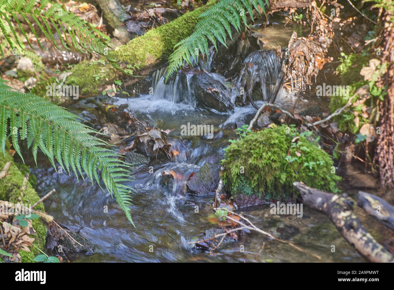 stream in forest Stock Photo - Alamy