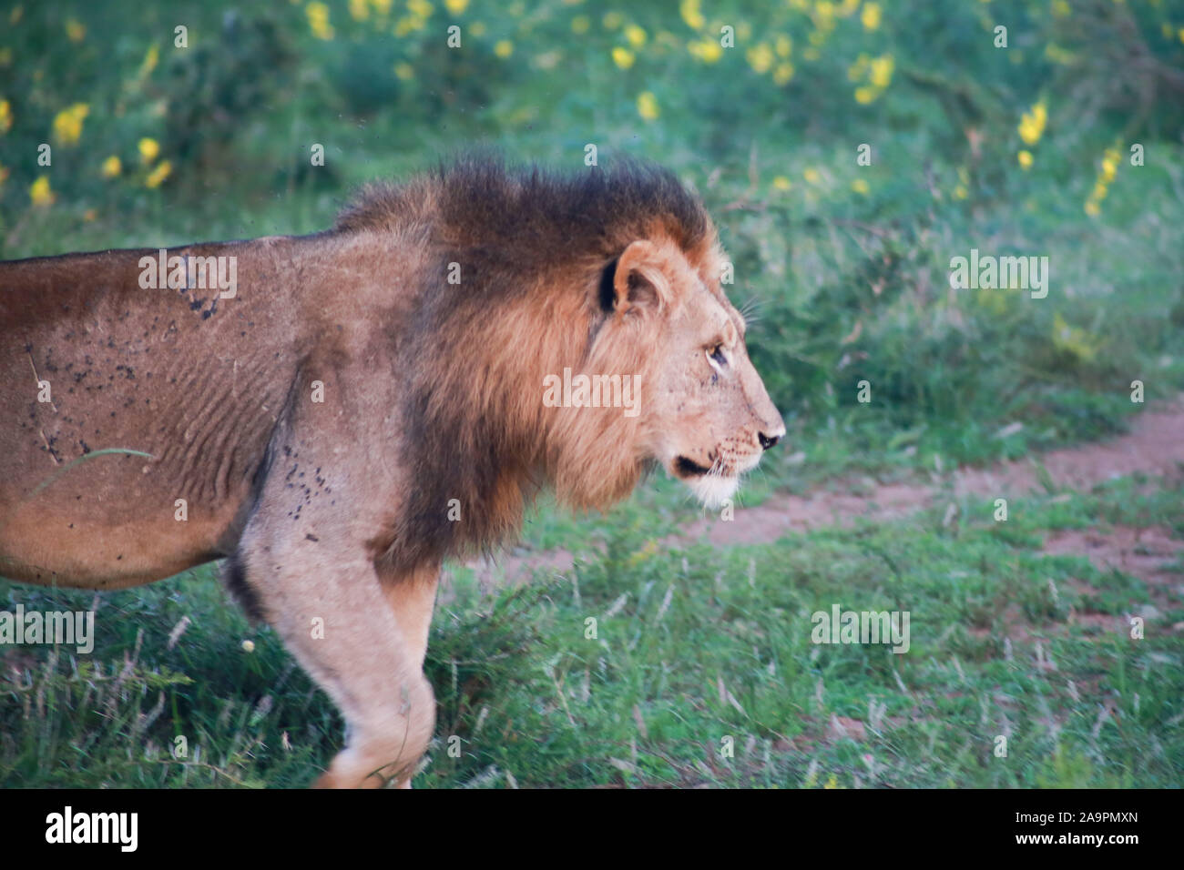 Rwanda akagera national park lion hi-res stock photography and images ...