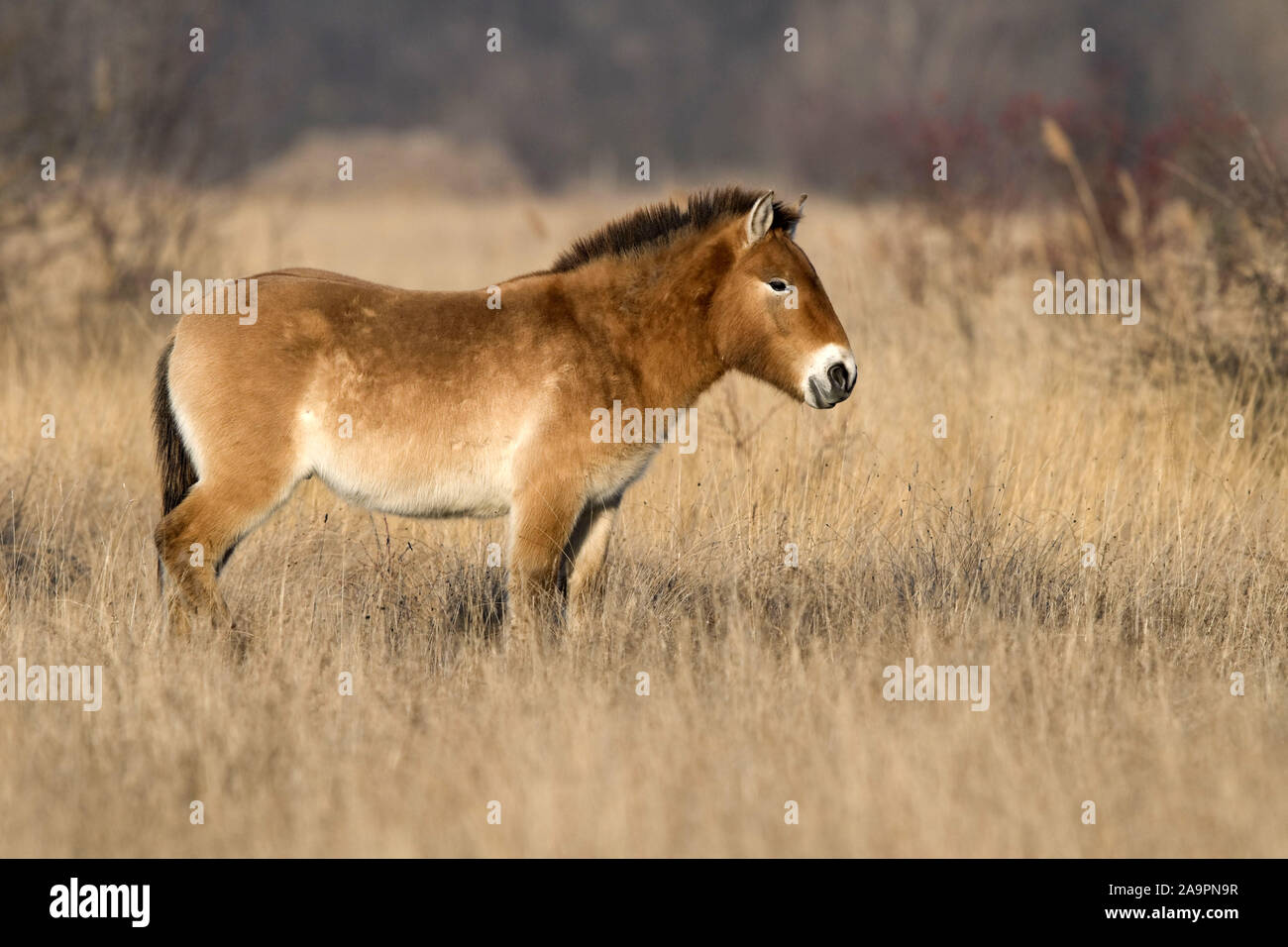 Przewalski pferde hi-res stock photography and images - Alamy