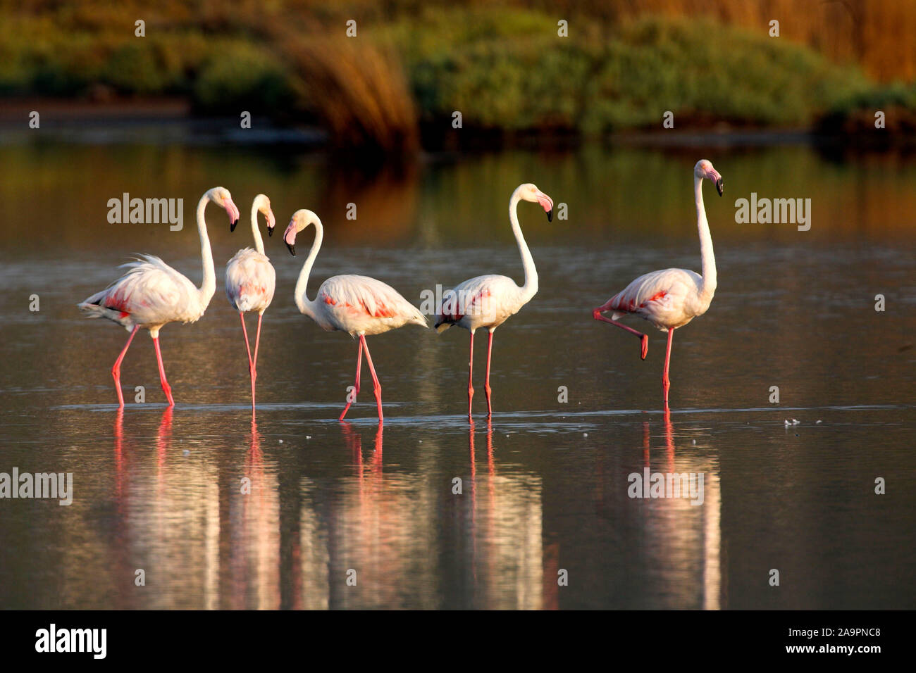 Italien flamingo hi-res stock photography and images - Alamy