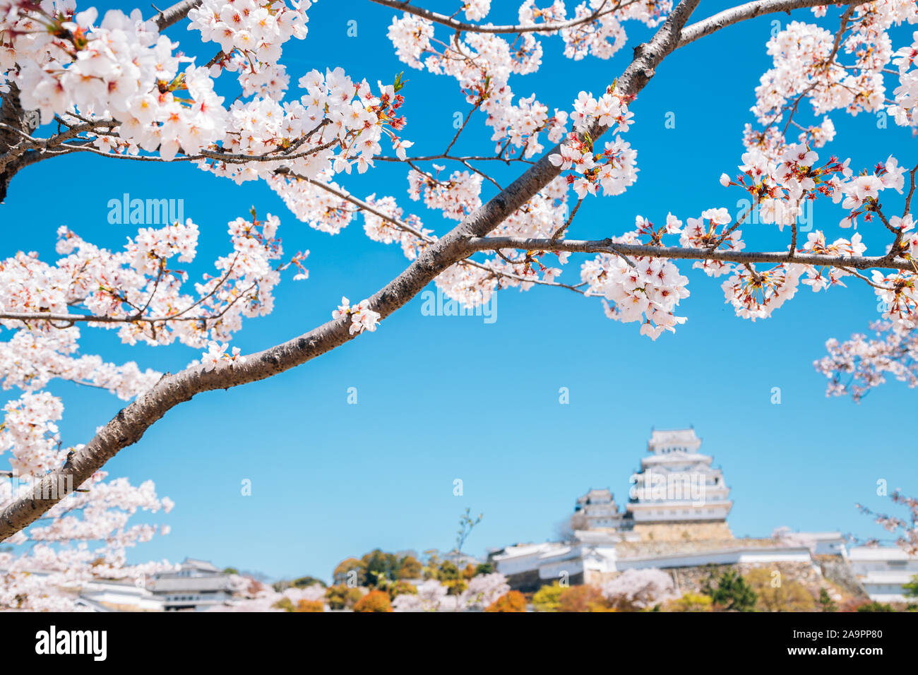 Himeji Castle with cherry blossoms at spring in Japan Stock Photo - Alamy