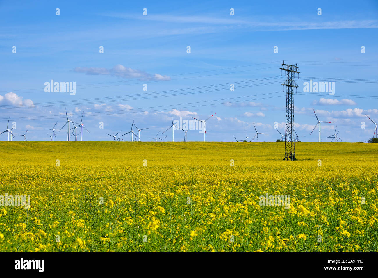 Power lines, a flowering rapeseed field and wind turbines in the back ...