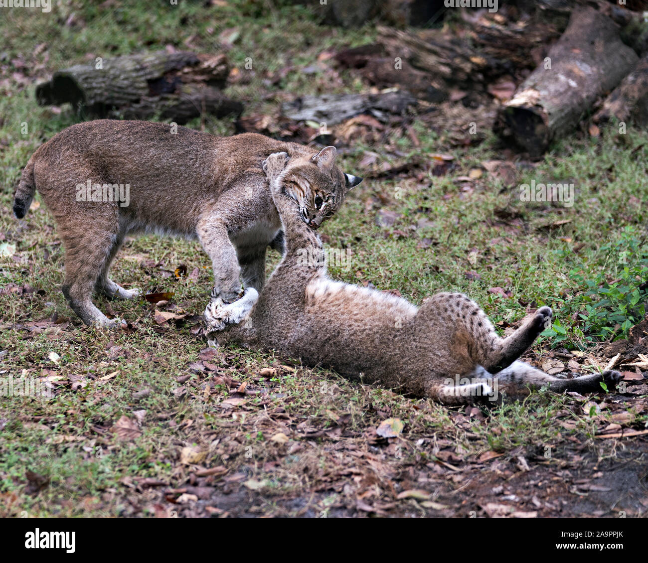 Bobcat couple wrestling to subdue each other, while exposing their ...