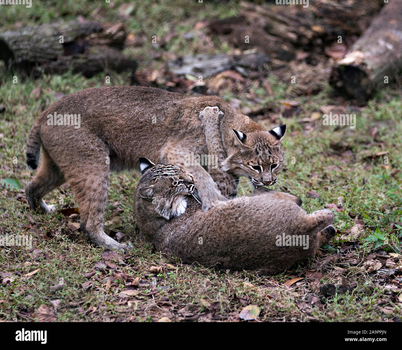 Bobcat fighting hi-res stock photography and images - Alamy
