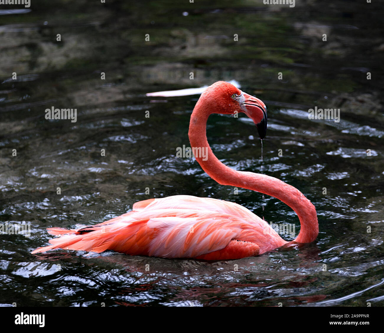 Flamingo bird in the water exposing its body, wings, long neck, head ...