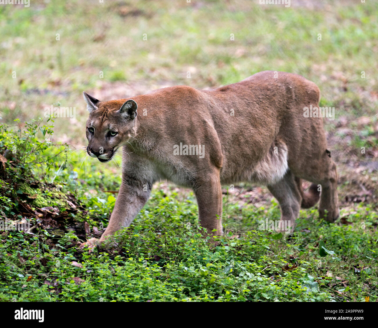 Florida Panther walking in the field enjoying its environment and ...