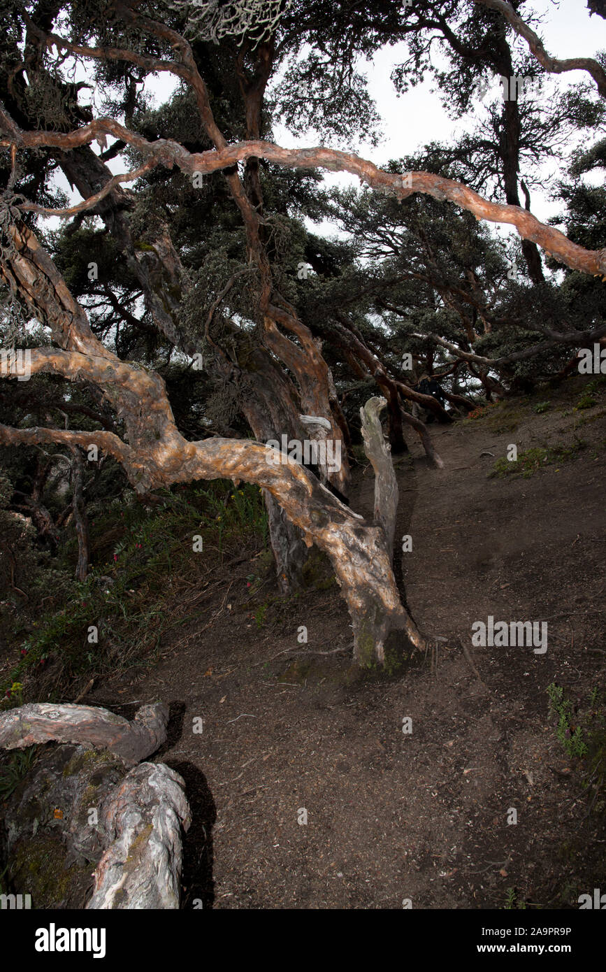 Bosque de produccion hi-res stock photography and images - Alamy