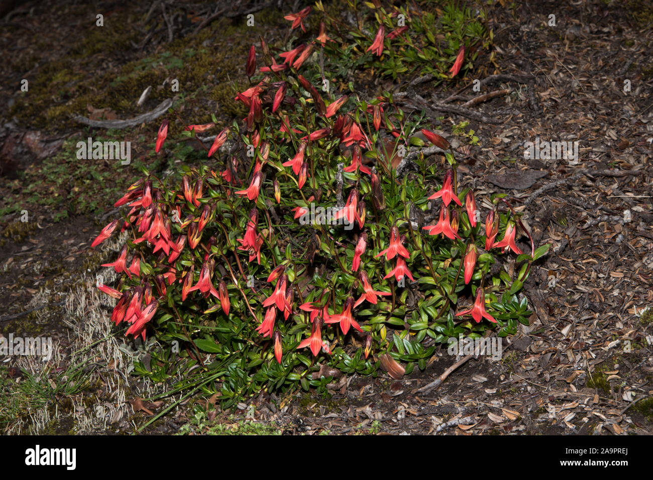 Red flowers in Polylepis forest at 4350 meters in Chimborazo Reserve in ...