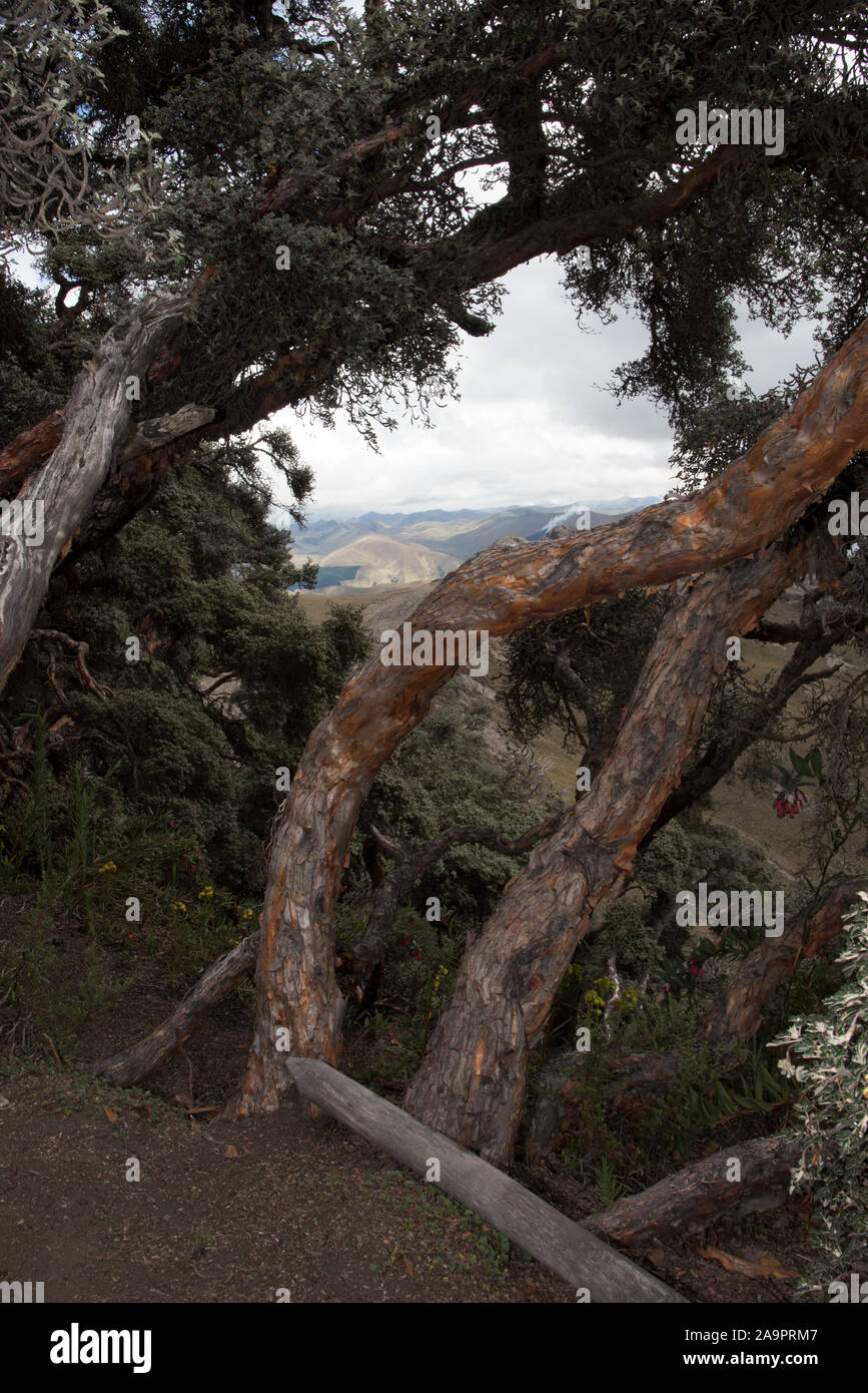 High altitude trees polylepis hi-res stock photography and images - Alamy