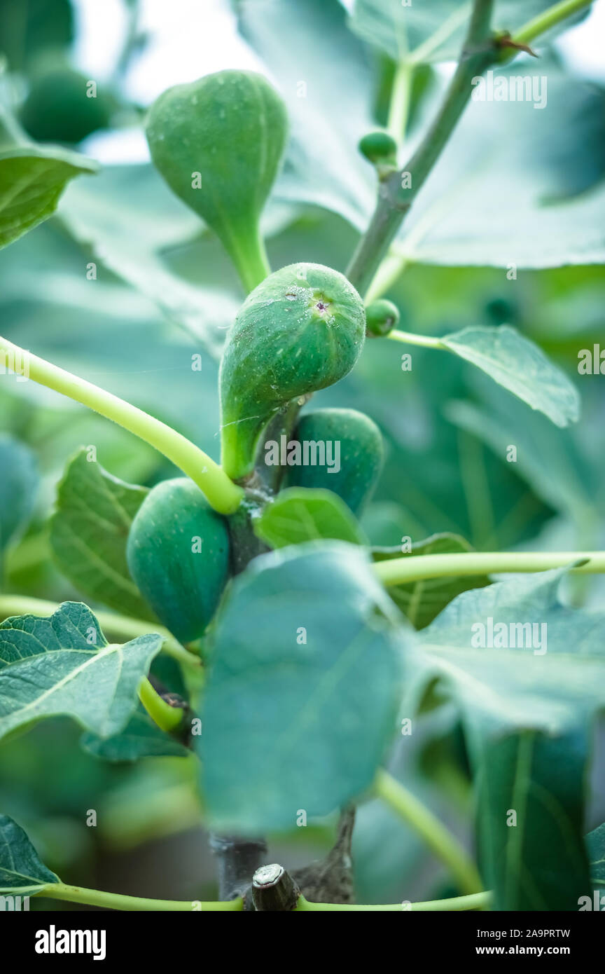 Fig fruit and tree Stock Photo - Alamy