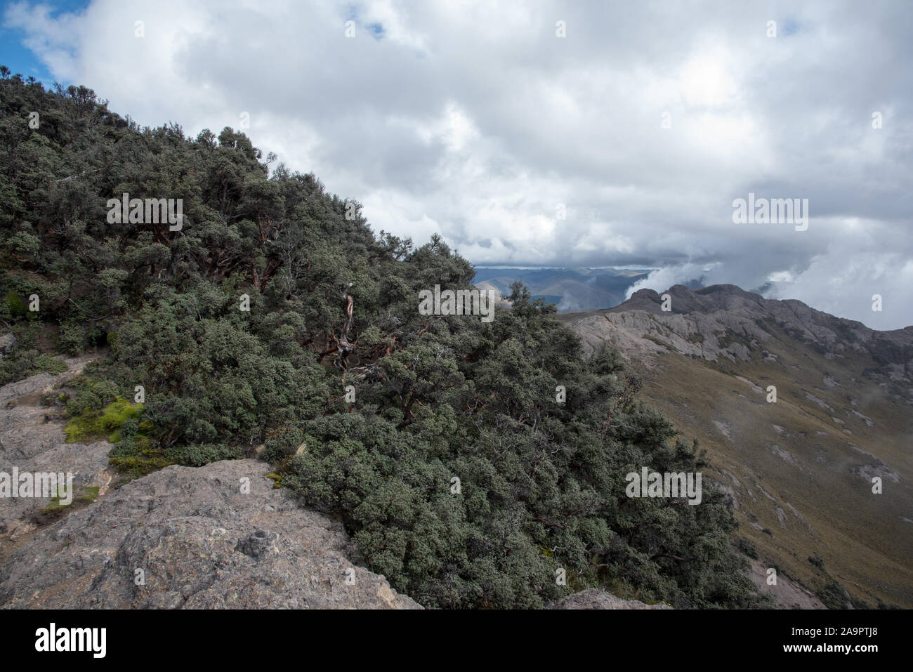 The Polylepis forest 4350 meters above sea level in Chimborazo Reserve ...