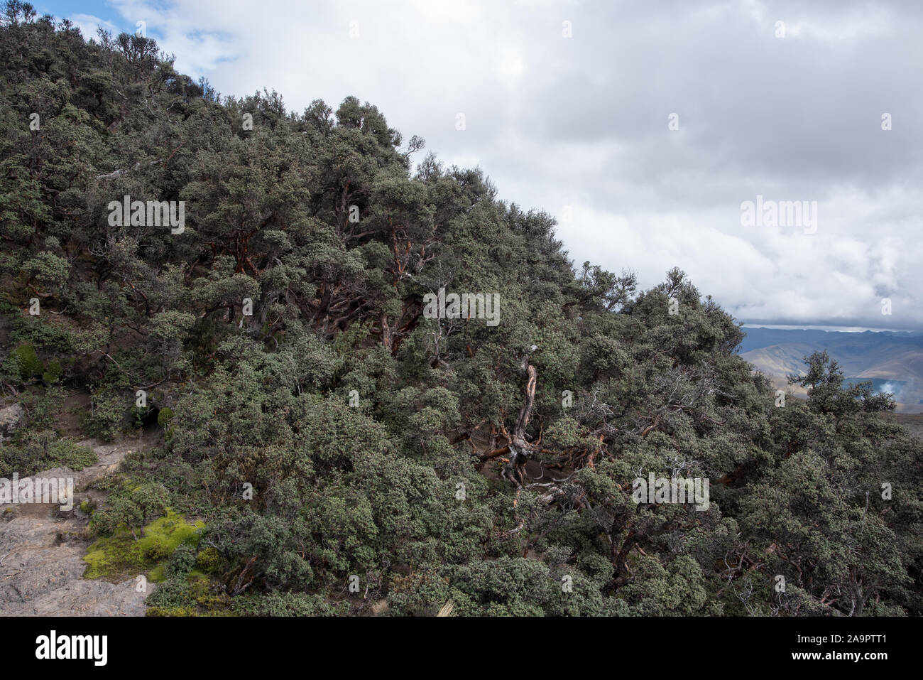 The Polylepis forest 4350 meters above sea level in Chimborazo Reserve ...