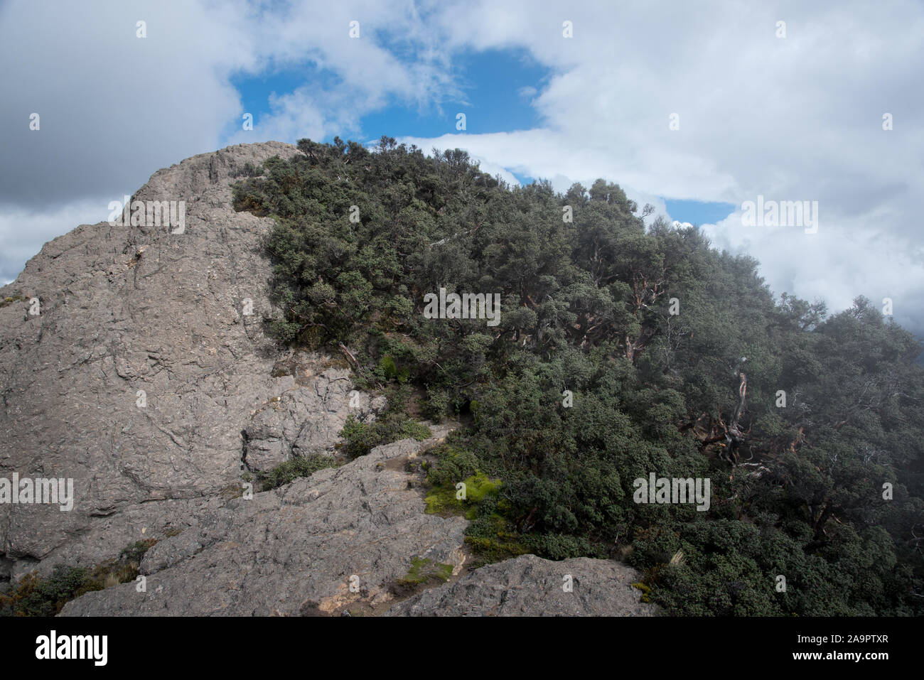 The Polylepis forest 4350 meters above sea level in Chimborazo Reserve ...