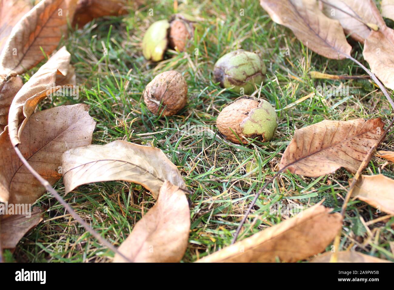 The picture shows ripe walnuts in the garden Stock Photo - Alamy