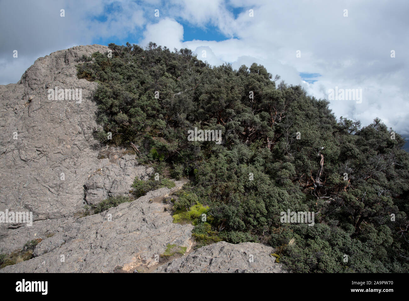 The Polylepis forest 4350 meters above sea level in Chimborazo Reserve ...