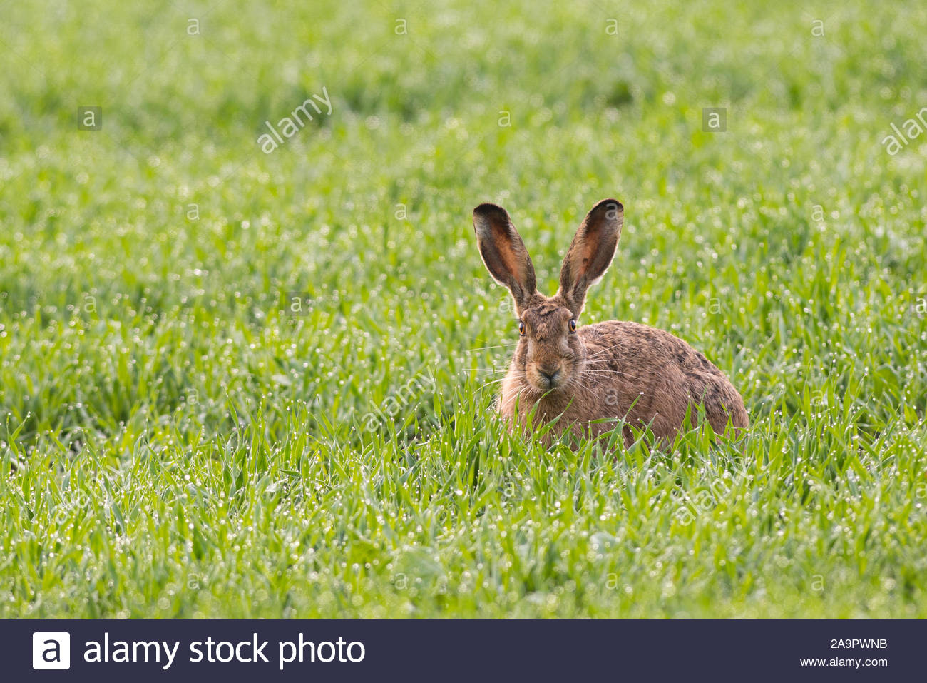 Hare Front View Stock Photos & Hare Front View Stock Images - Alamy