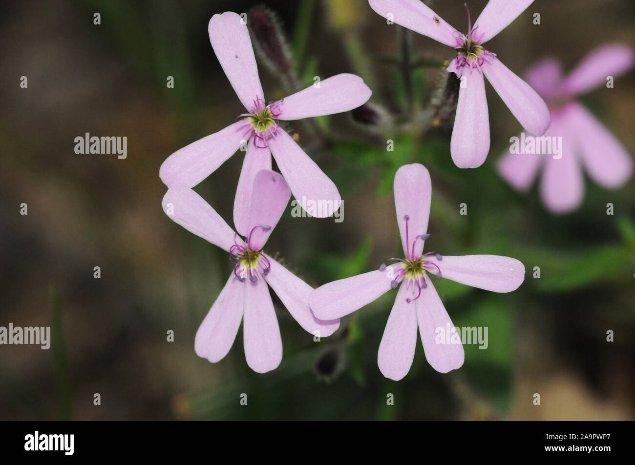 Saponaria Ocymoides High Resolution Stock Photography and Images - Alamy