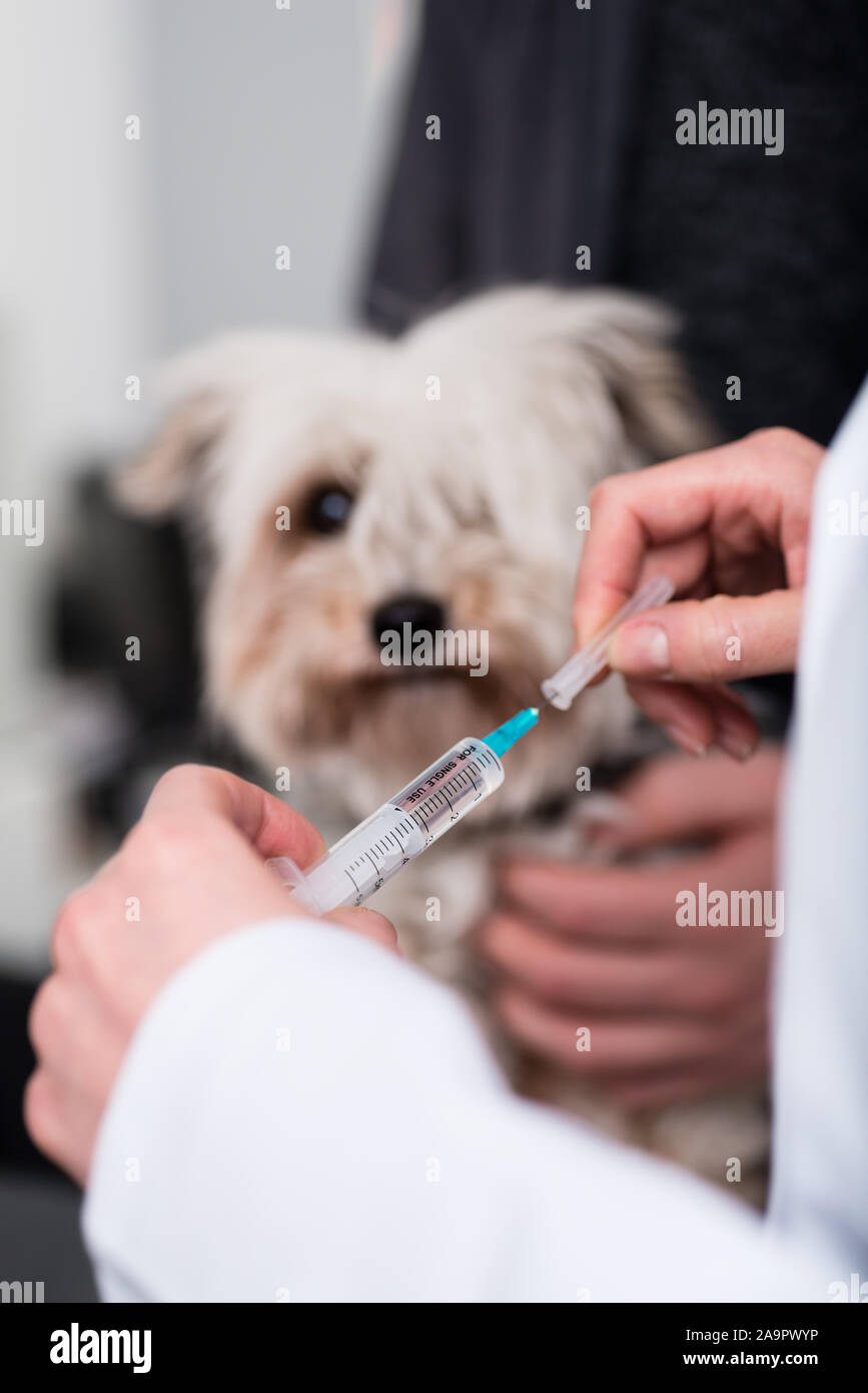 Veterinarian holding injection Stock Photo - Alamy