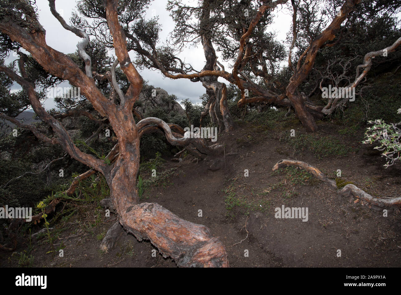 The Polylepis forest at 4350 meters in Chimborazo Reserve is one of ...