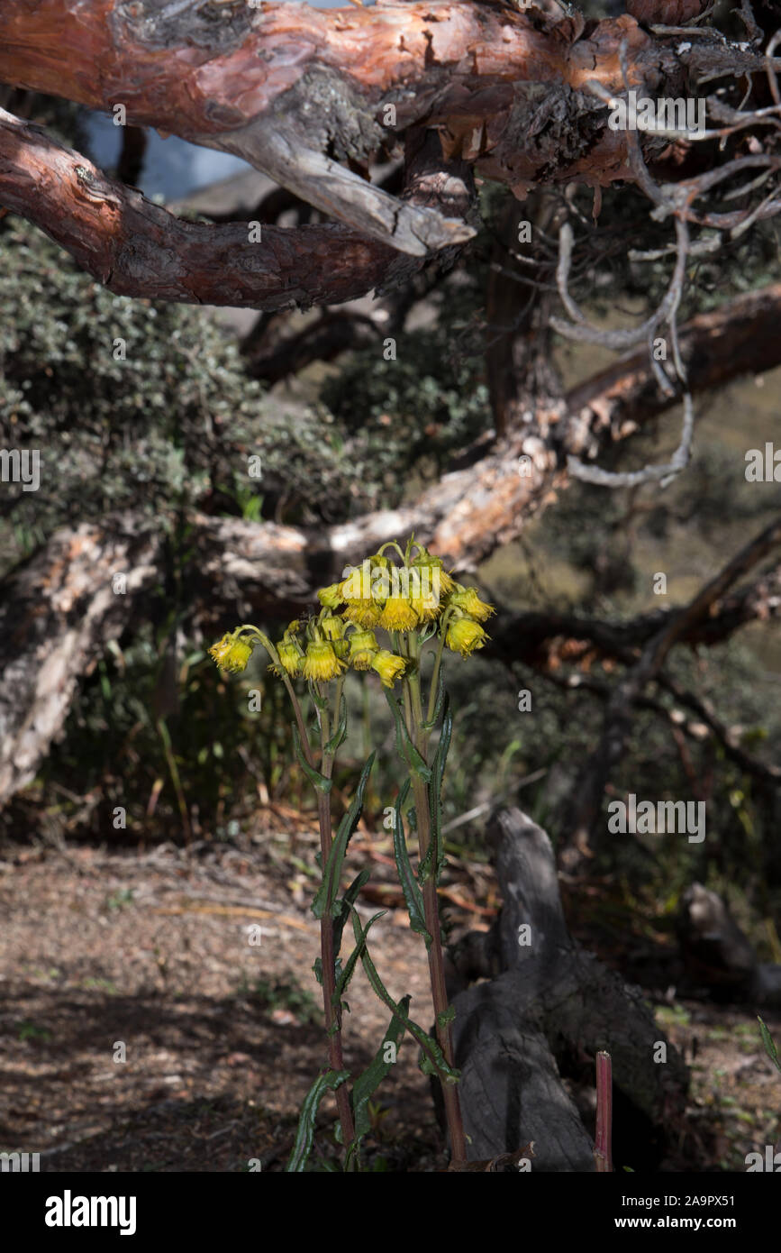 yellow flowers in Polylepis forest at 4350 meters in Chimborazo Reserve ...