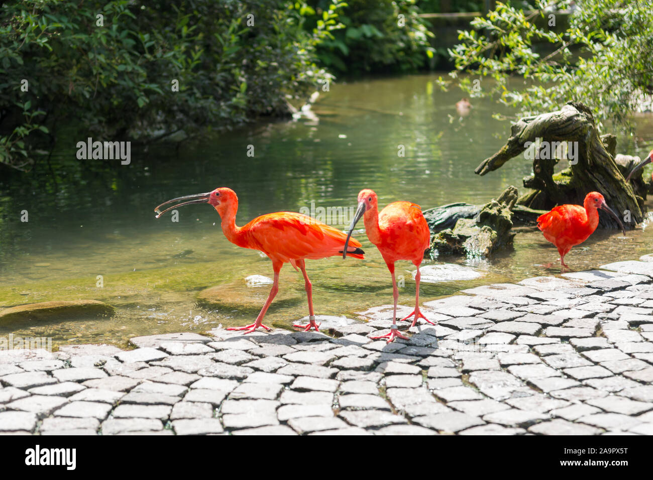 Exotic birds walking freely on path through local zoo Stock Photo - Alamy
