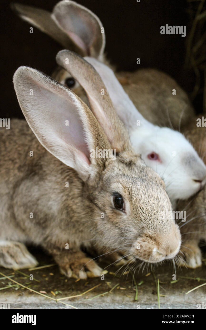 Rabbits in a cage Stock Photo - Alamy