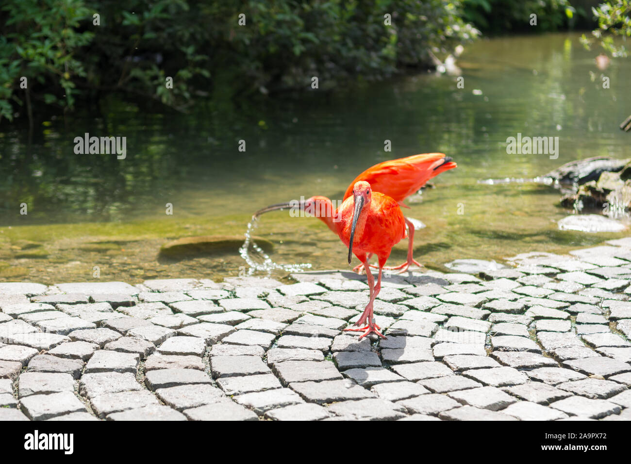 Exotic birds walking freely on path through local zoo Stock Photo - Alamy