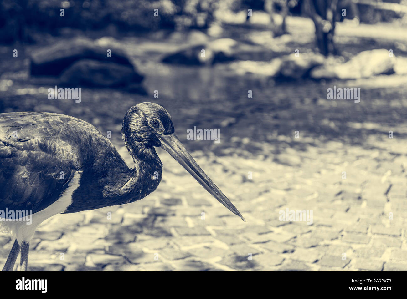 Black stork walking freely on a path Stock Photo - Alamy
