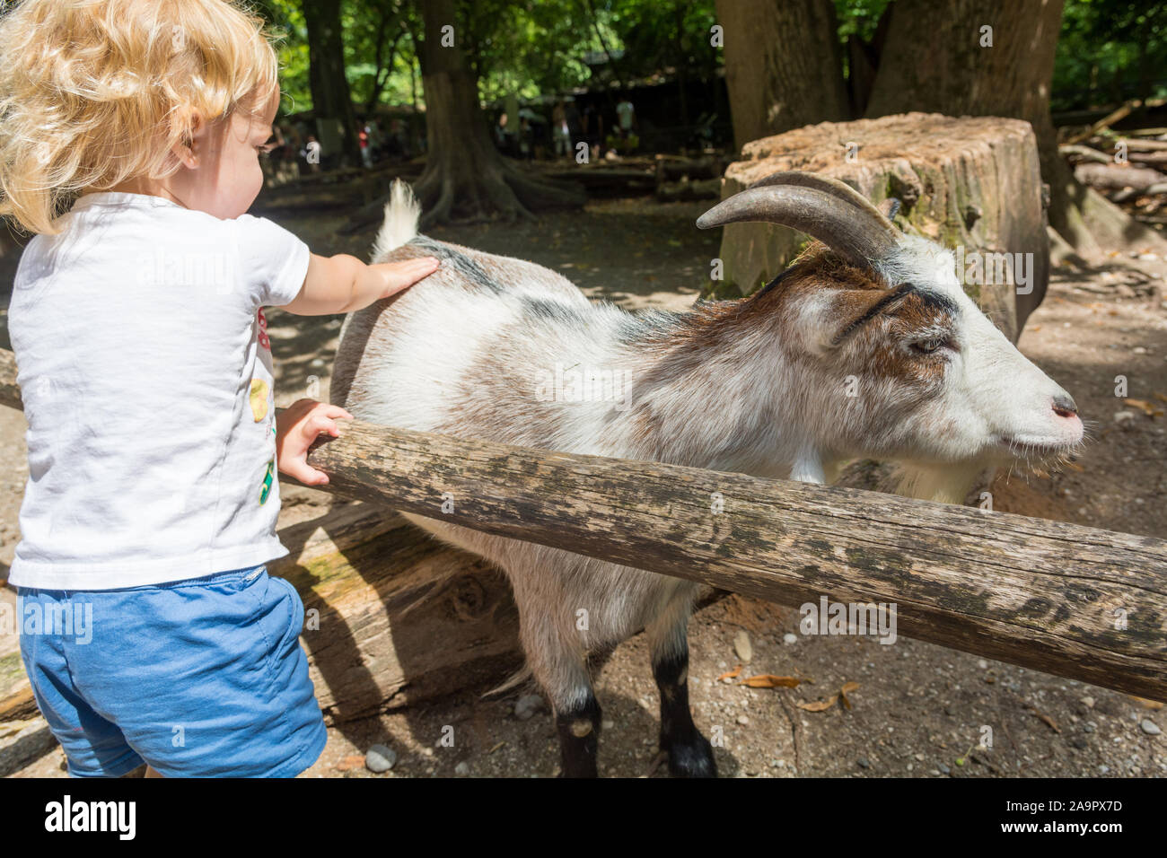 Blonde goat hi-res stock photography and images - Alamy