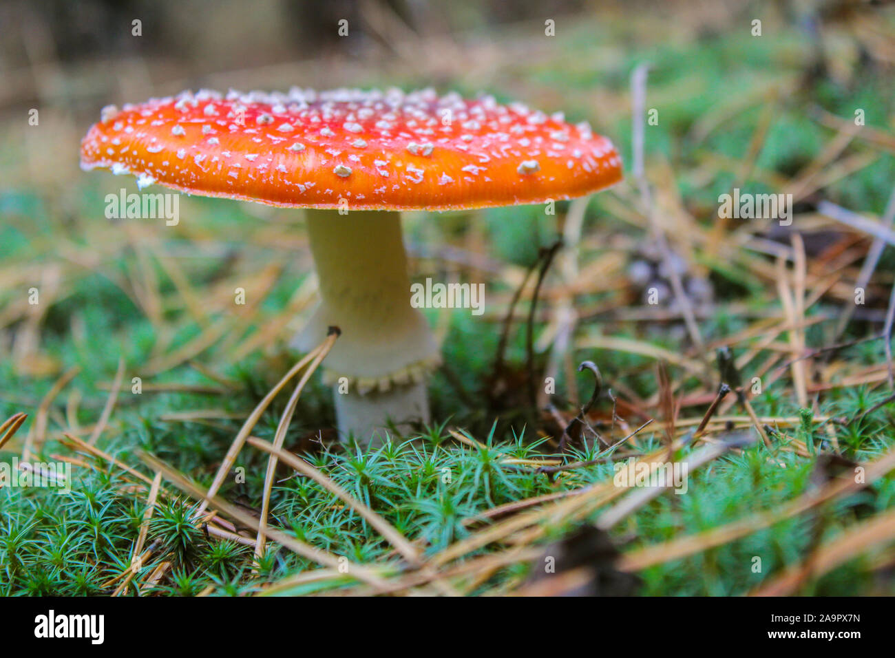 Red spotty hat hi-res stock photography and images - Alamy