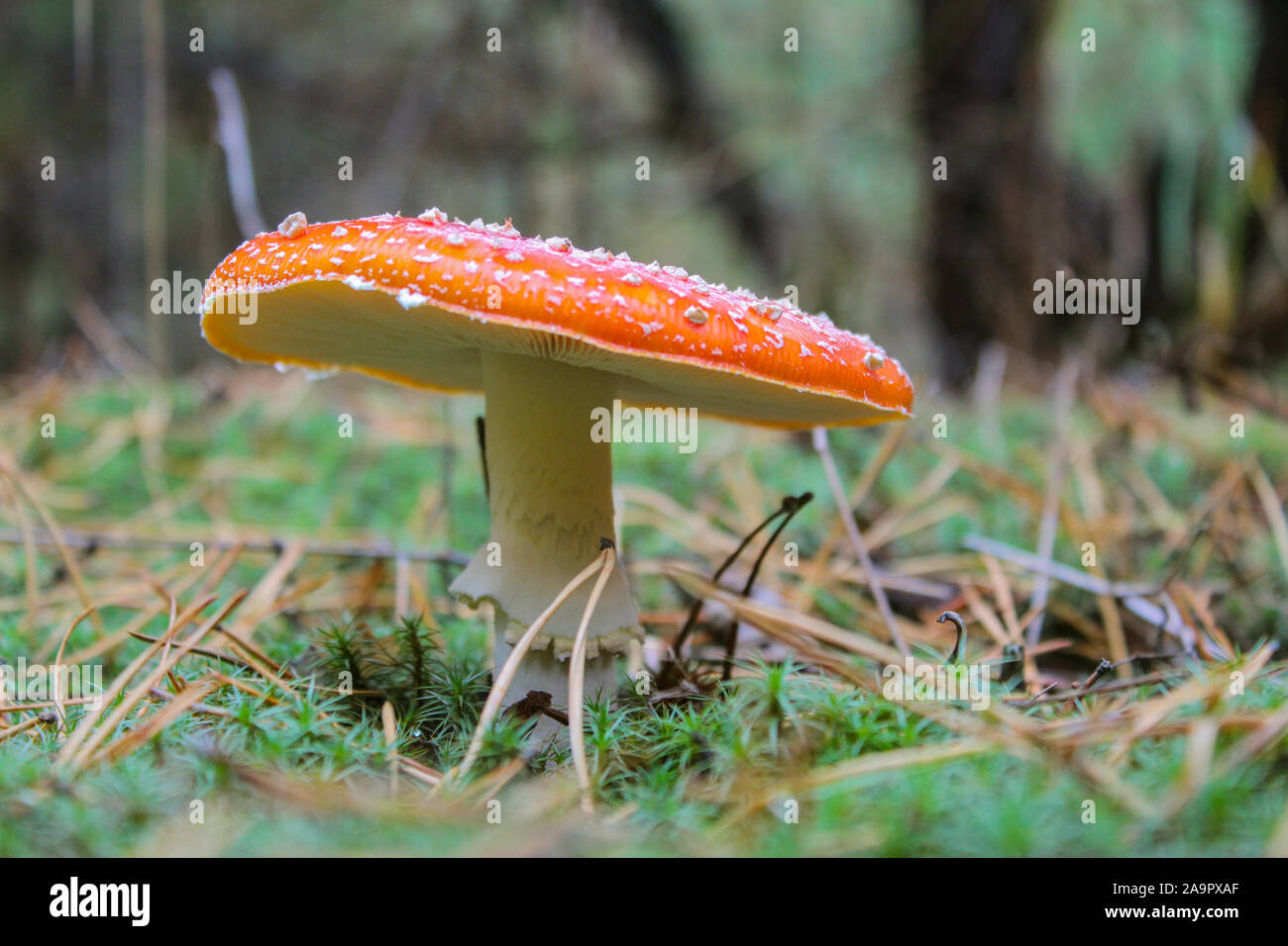 Amanita with a red-spotted hat in the forest Stock Photo - Alamy