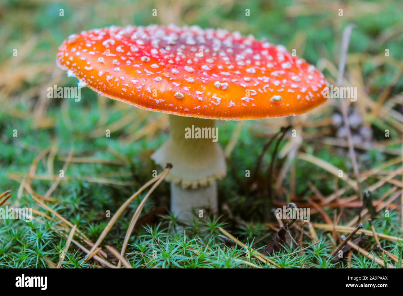 Amanita with a red-spotted hat in the forest Stock Photo - Alamy