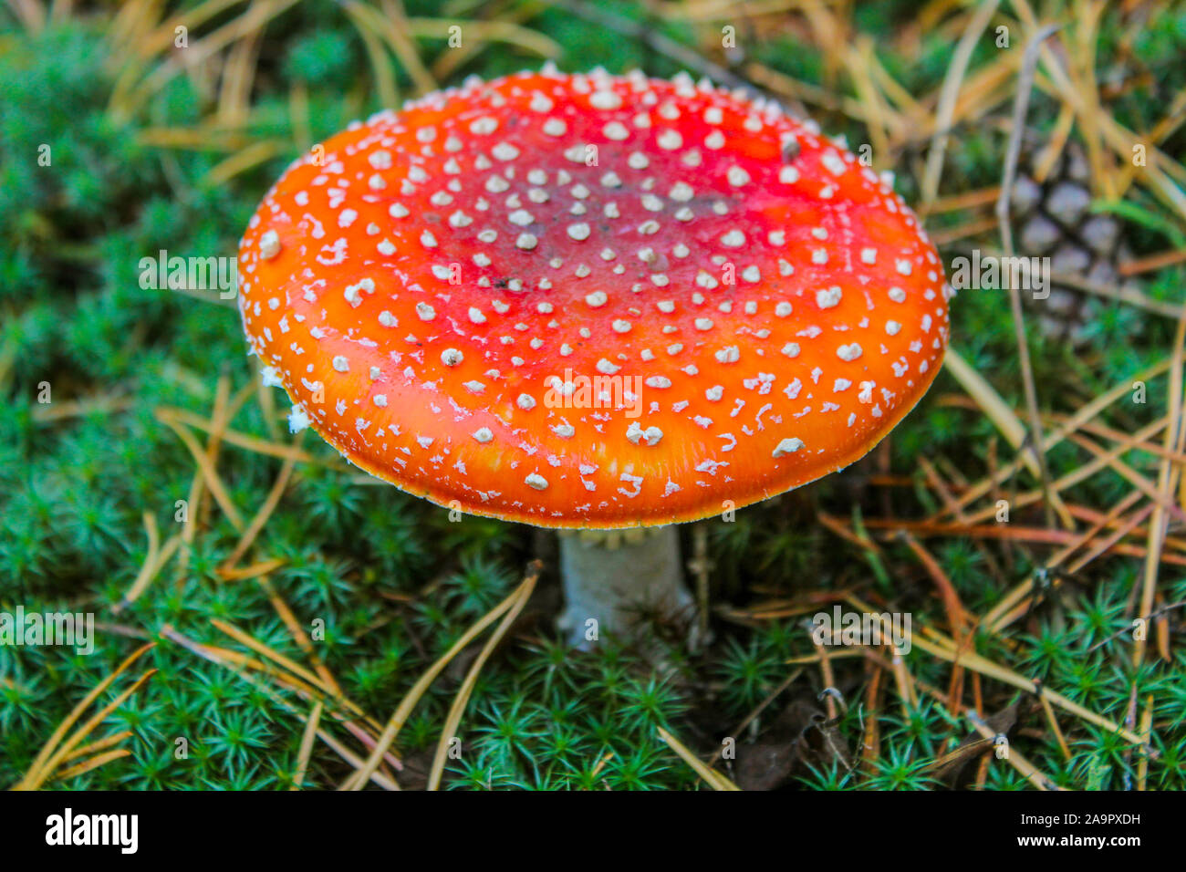 Red spotty hat hi-res stock photography and images - Alamy