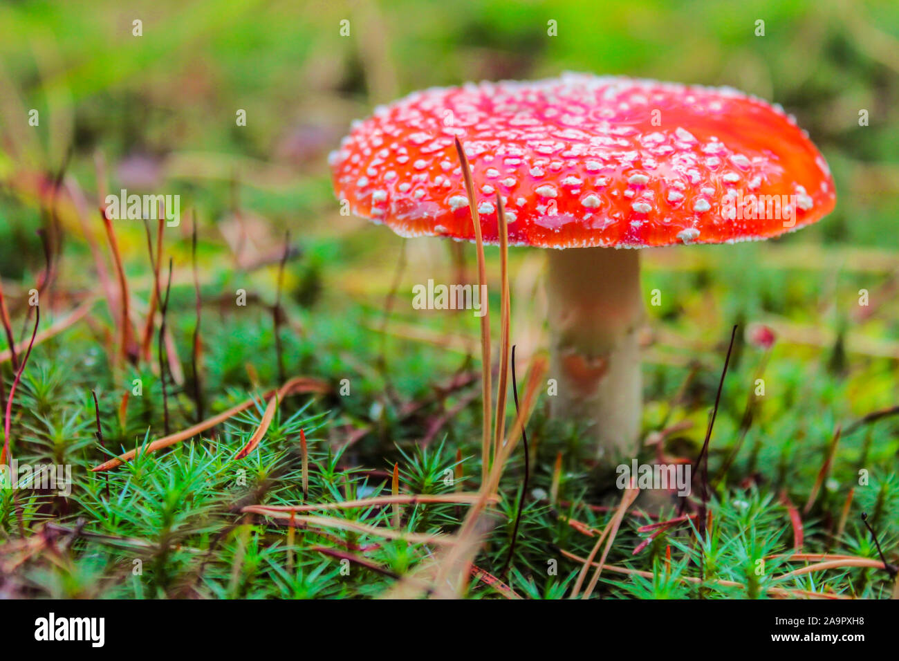 Amanita with a red-spotted hat in the forest Stock Photo - Alamy
