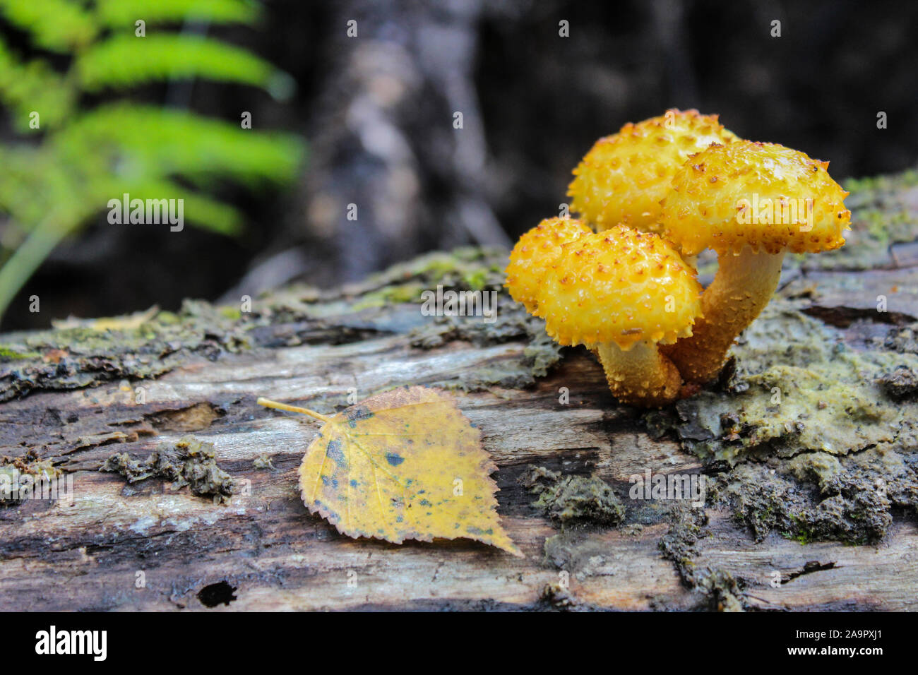 Autumn mushrooms grow on a log Stock Photo - Alamy