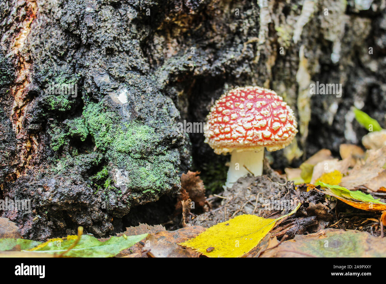 Red spotty hat hi-res stock photography and images - Alamy