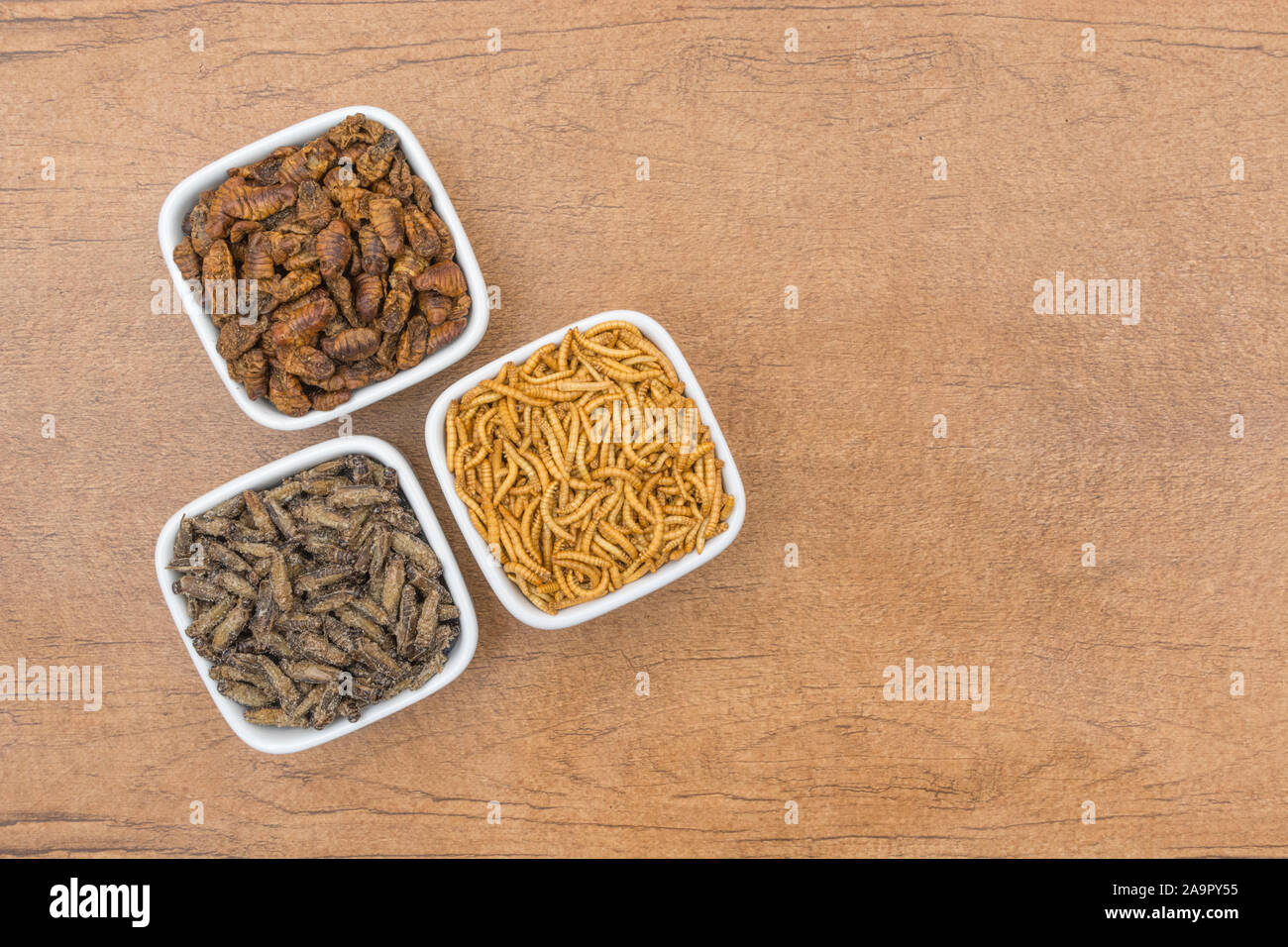Dishes of edible insects. Mealworms / Tenebrio molitor, Small Crickets ...