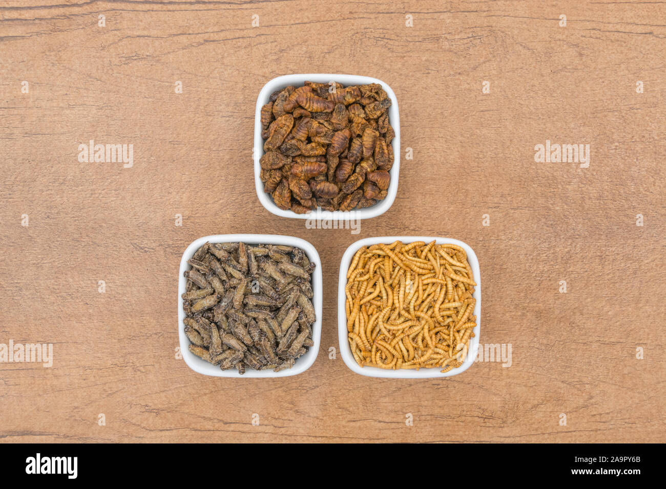 Dishes of edible insects. Mealworms / Tenebrio molitor, Small Crickets ...