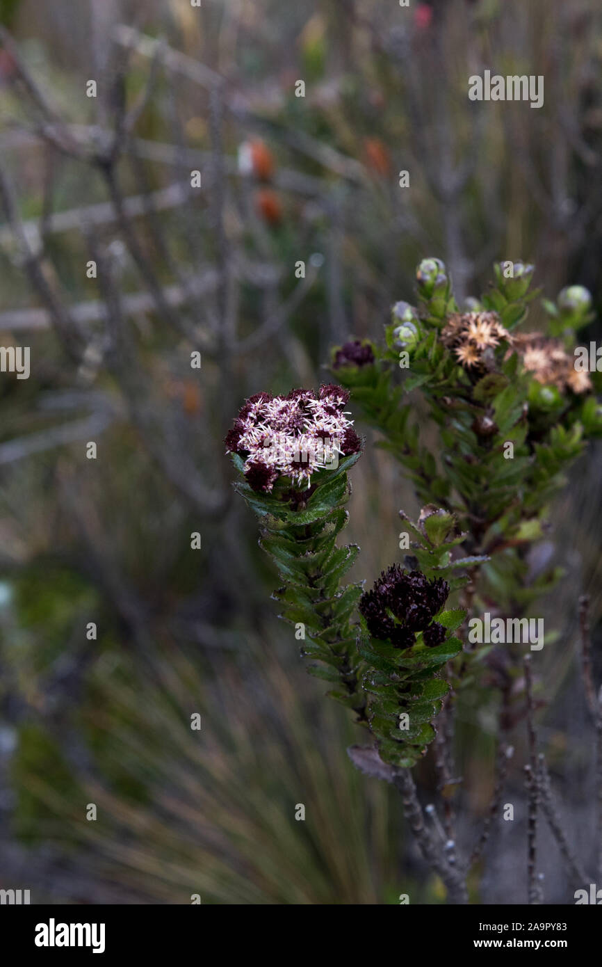 Asteraceae ecuador hi-res stock photography and images - Alamy