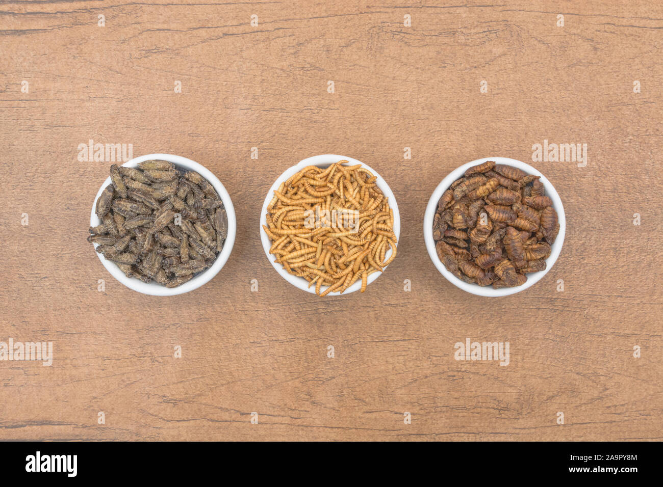 Dishes of edible insects. Mealworms / Tenebrio molitor, Small Crickets ...