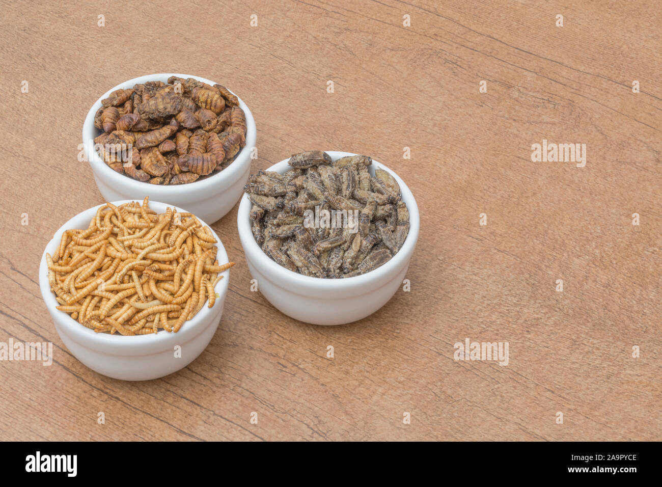 Dishes of edible insects. Mealworms / Tenebrio molitor, Small Crickets ...