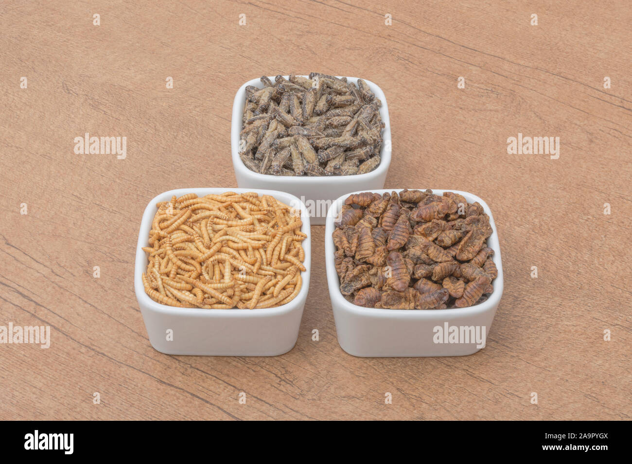 Commercial edible insects hi-res stock photography and images - Alamy