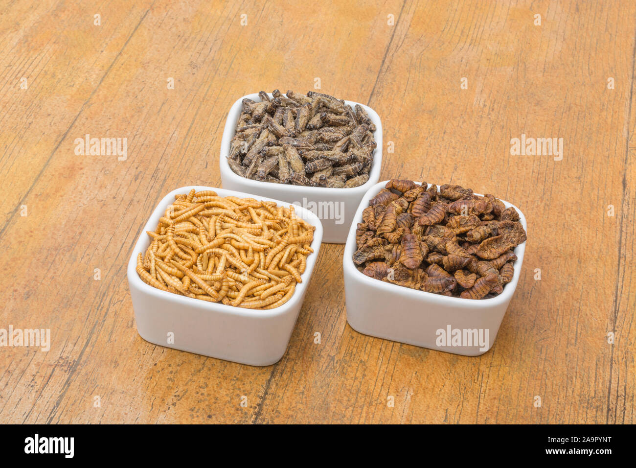 Dishes of edible insects. Mealworms / Tenebrio molitor, Small Crickets ...