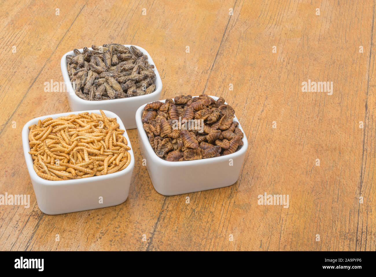 Commercial edible insects hi-res stock photography and images - Alamy