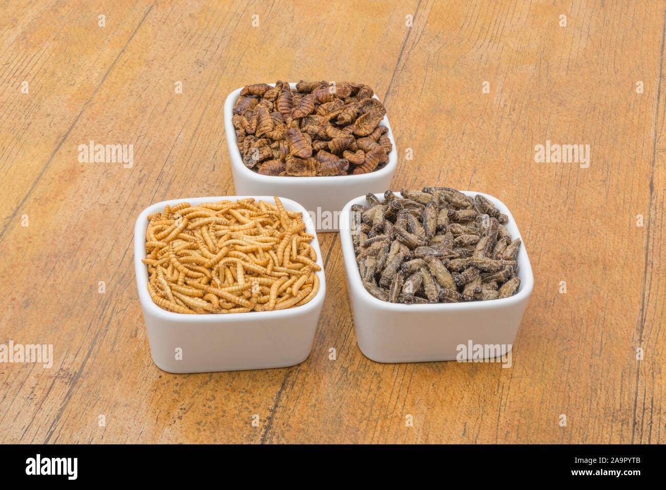 Dishes of edible insects. Mealworms / Tenebrio molitor, Small Crickets ...