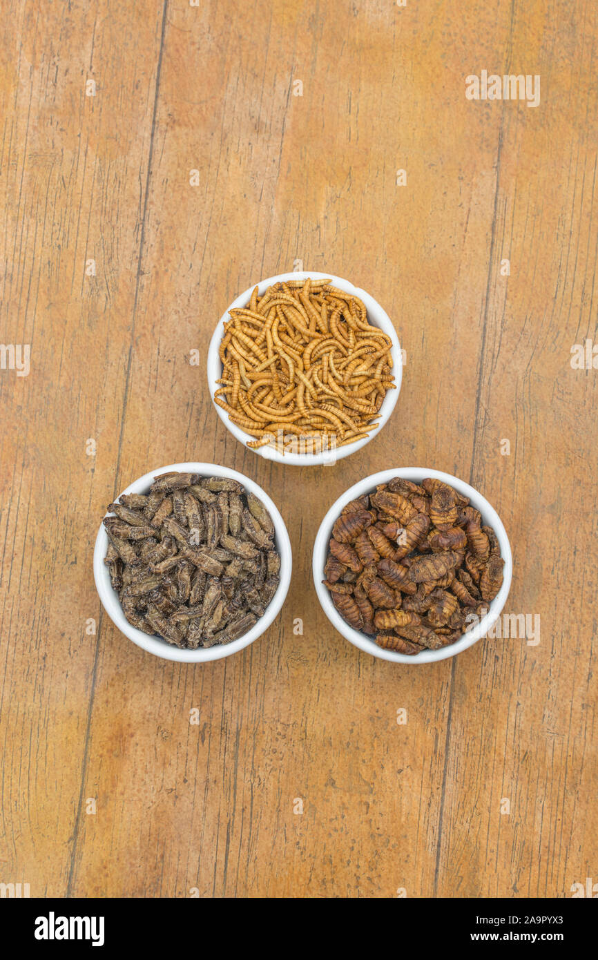 Dishes of edible insects. Mealworms / Tenebrio molitor, Small Crickets ...